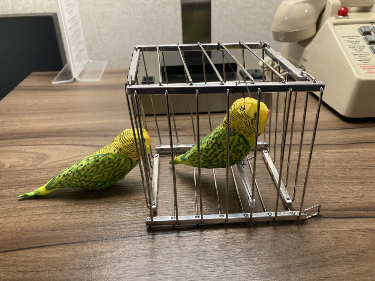 vanishing birdcage – MagicShow.Tips