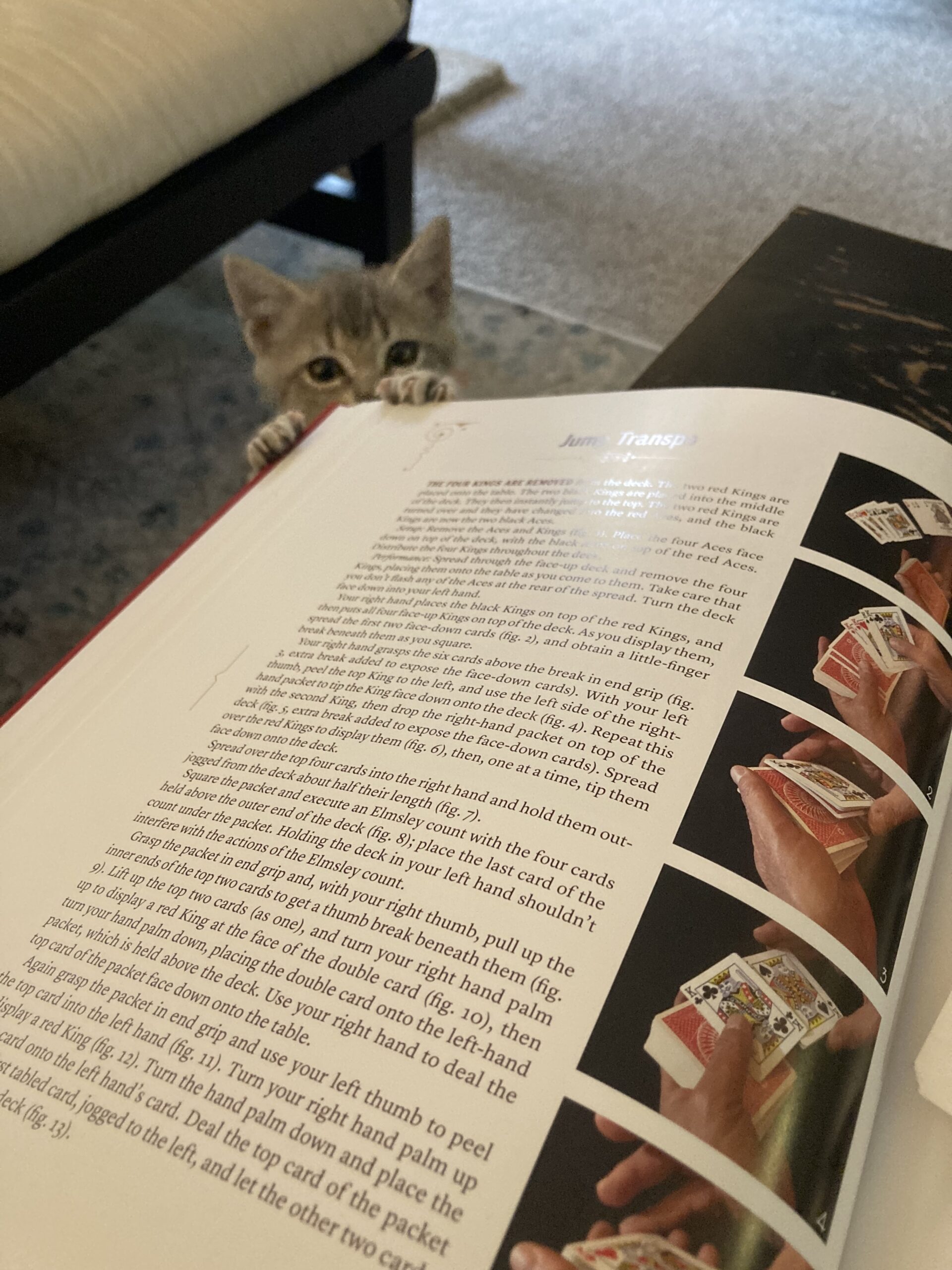 Queen Ace Transpo! – MagicShow.Tips