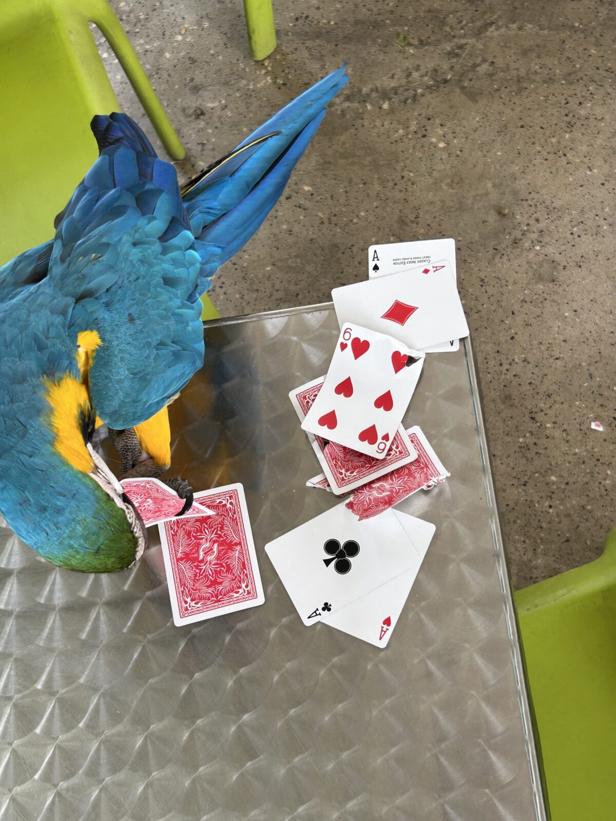 Magician vs Parrot – MagicShow.Tips